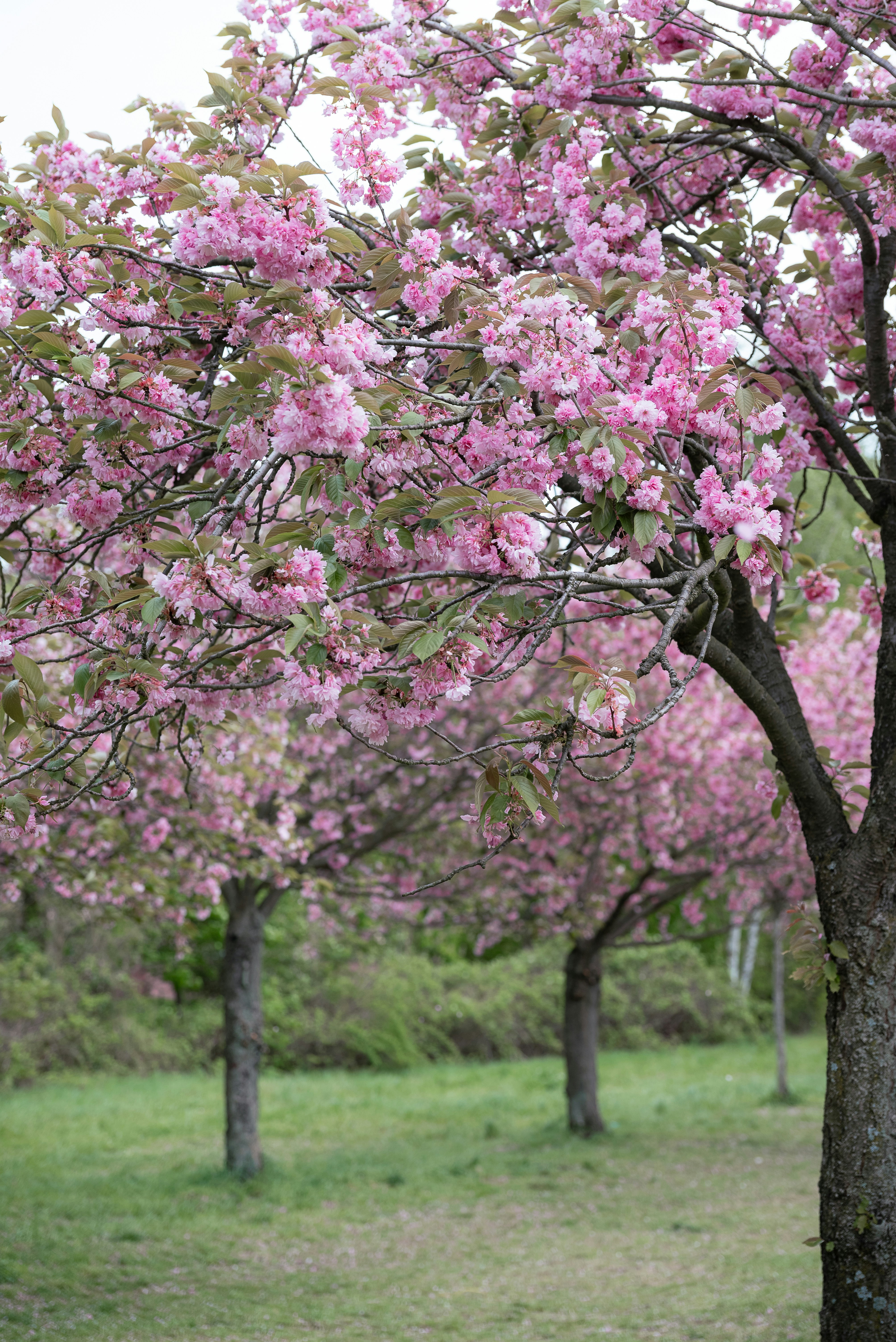 Landford Trees - Britain's Premier Tree Nursery | 950+ Varieties